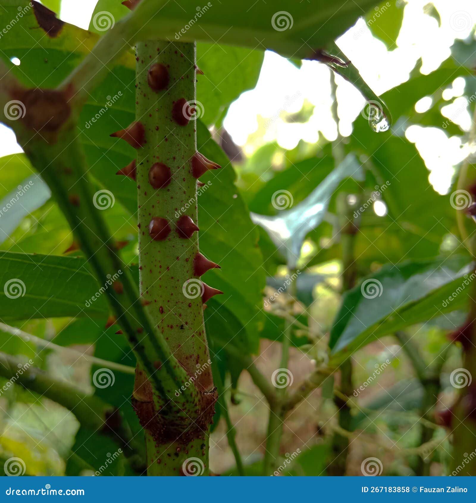 Appearance of Spines on Plant Stems Stock Photo - Image of fruit, tree ...