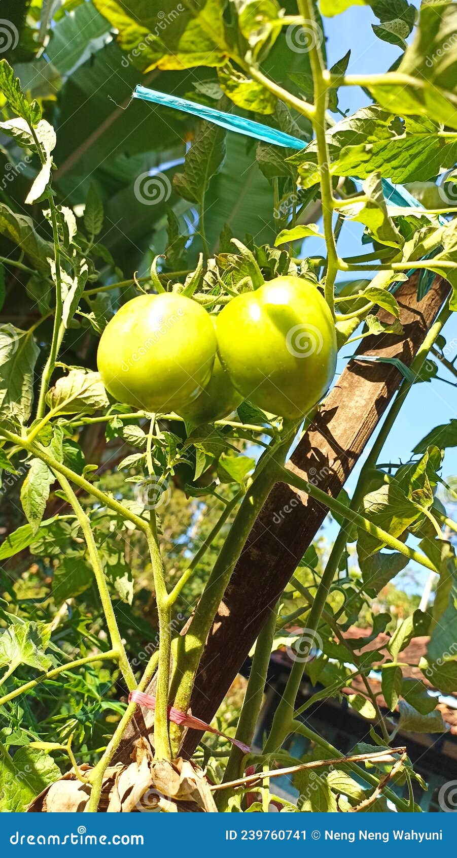 The Appearance of Tomatoes Still in the Tree at Sunrise Stock Image ...