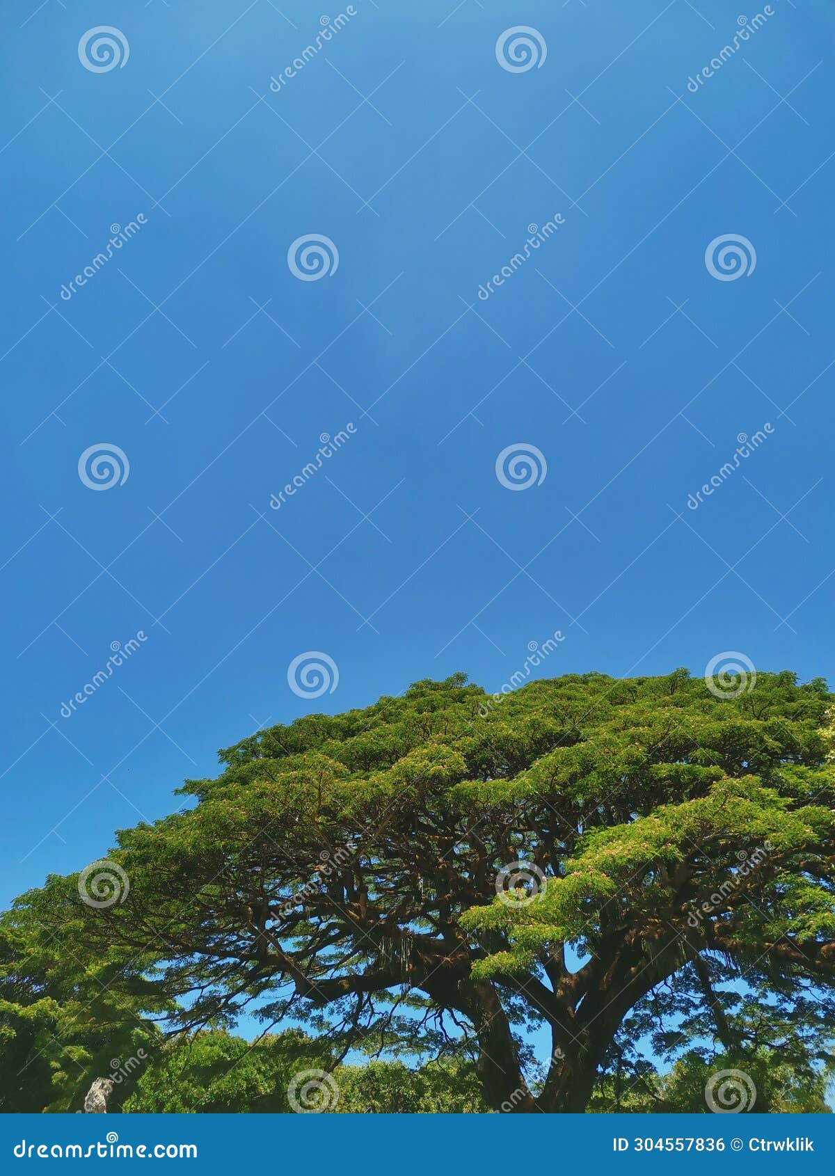 Appearance of a Tree Canopy with Empty Blue Sky Above it Stock Photo ...