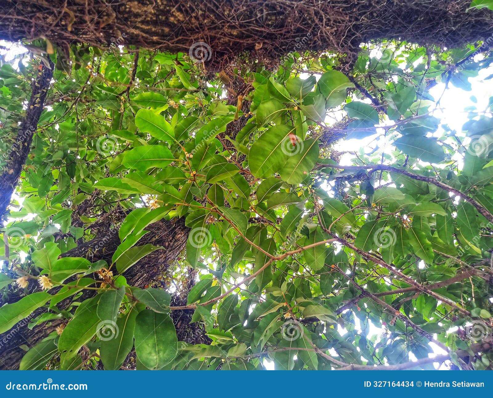 Appearance from Under a Shady Tree, Under a Tree, Leaves on a Tree ...