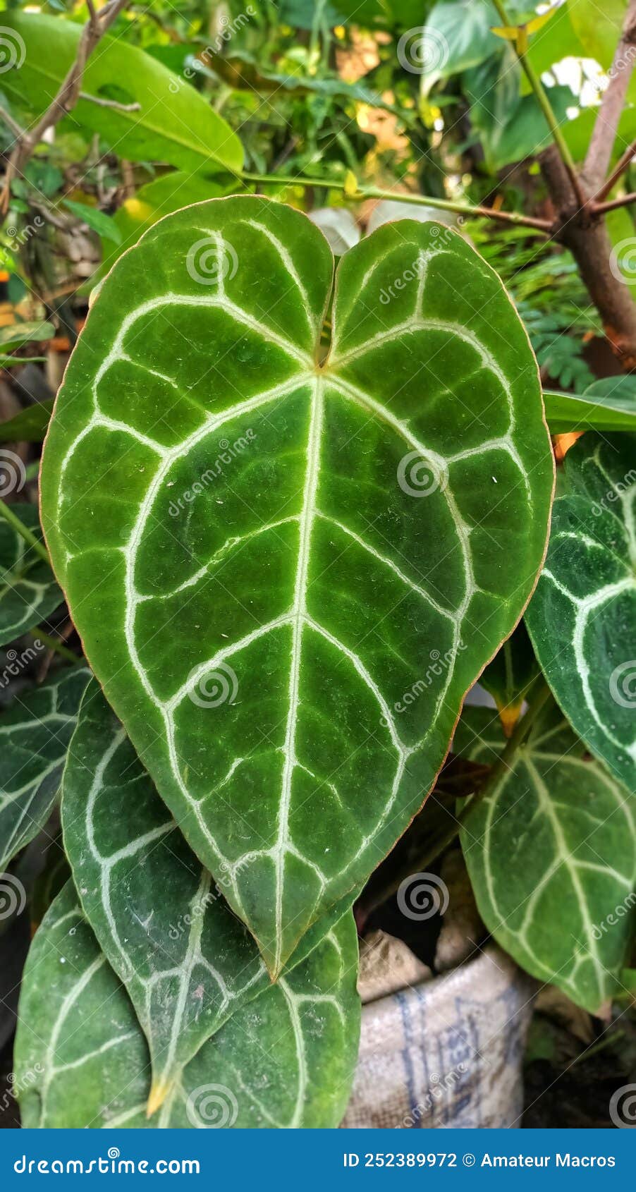 The Appearance of the Vein Structure of the Leaf that Forms a Regular ...