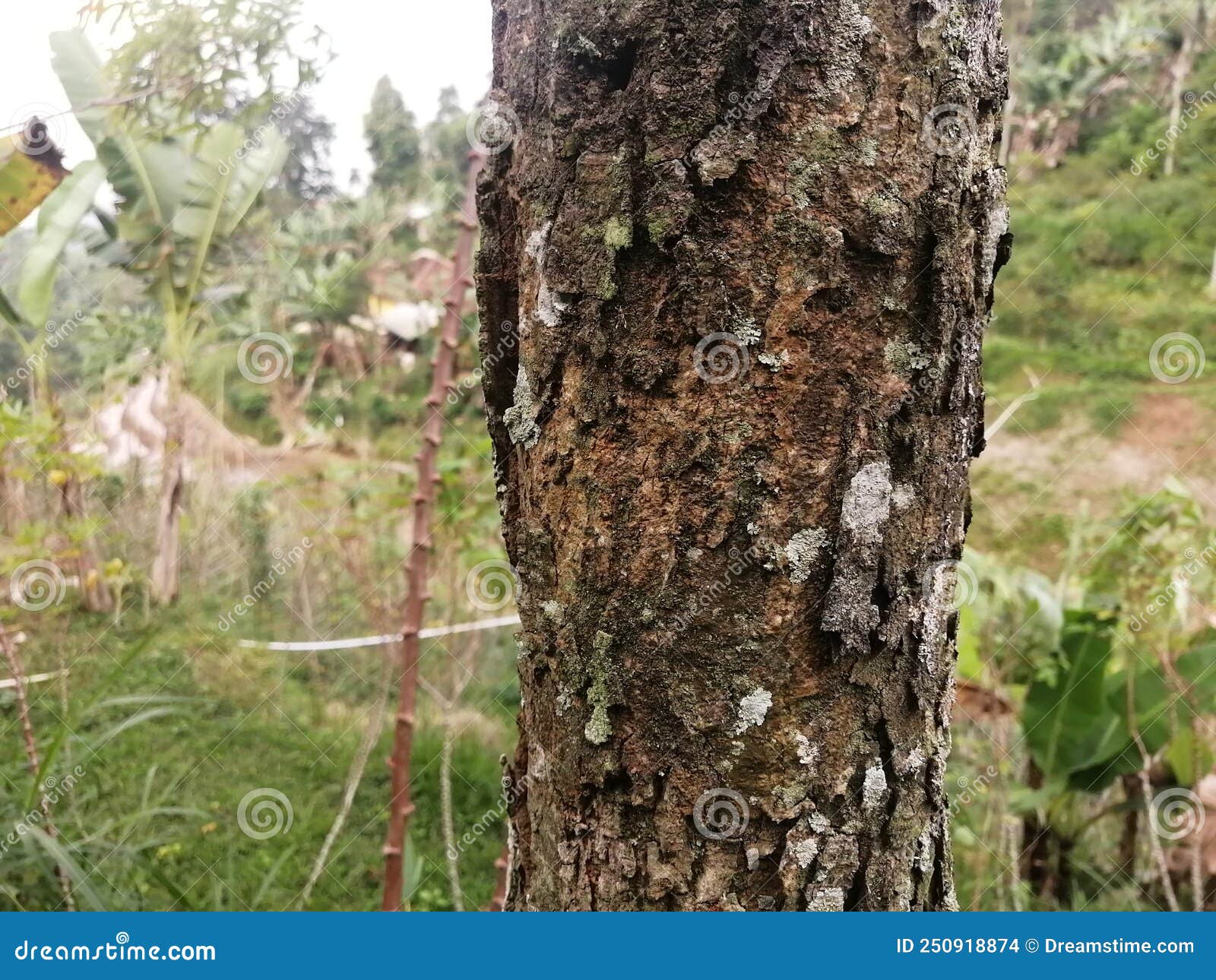 The Appearance of Weathered Tree Bark Stock Photo - Image of green ...