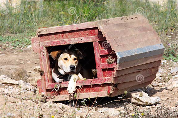 Appeasing dog stock image. Image of grass, warm, carpentry - 20718027