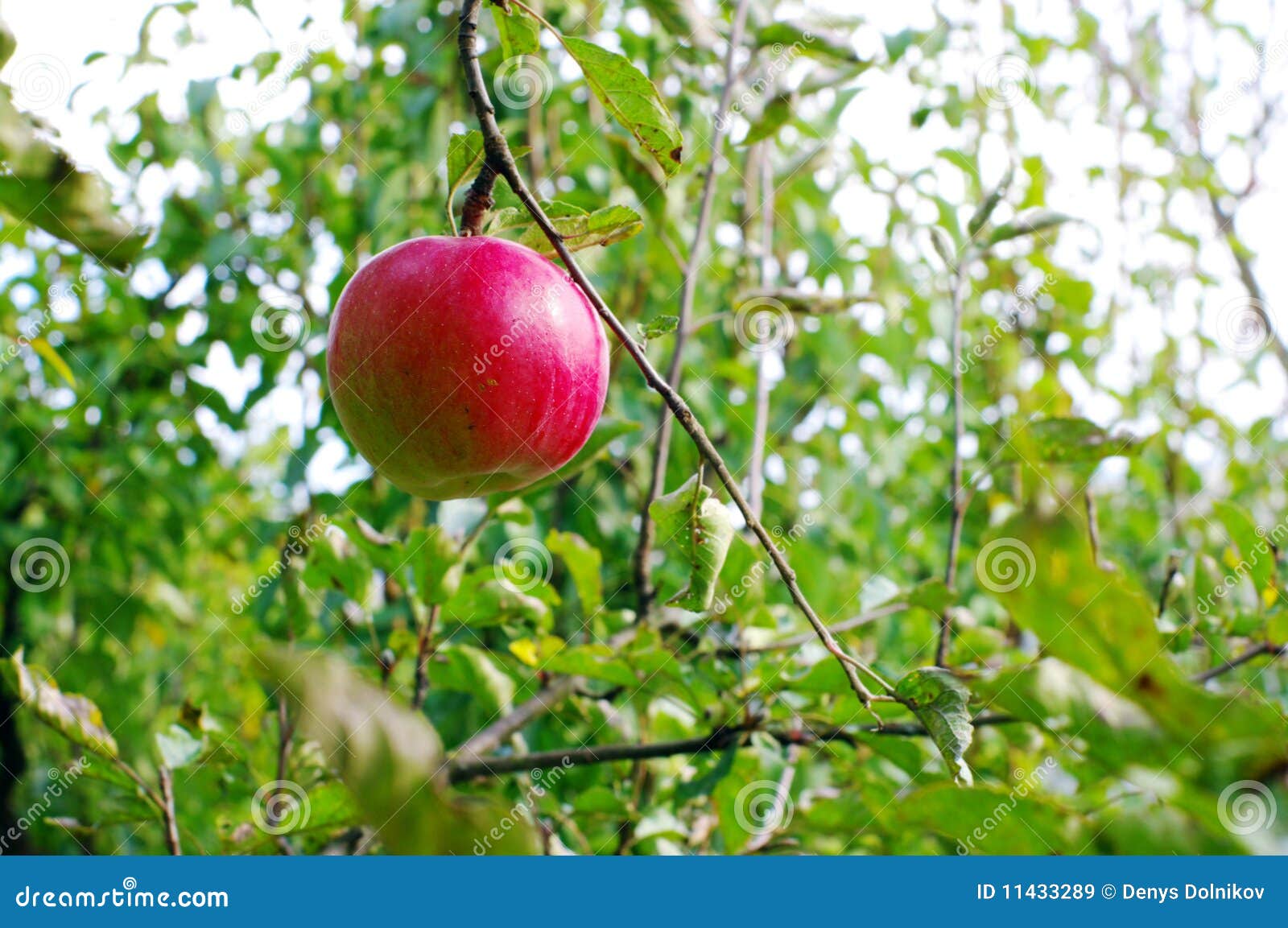 Appel stock afbeelding. Image of beeld, najaar, versheid - 11433289