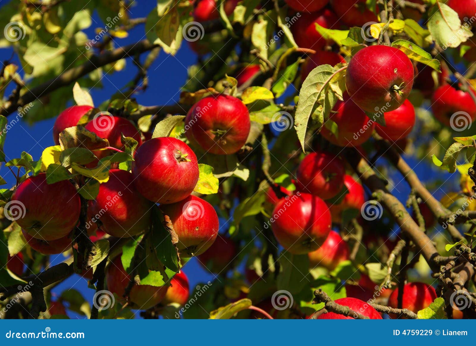 Appel 14 stock afbeelding. Image of landbouw, appel, boom - 4759229