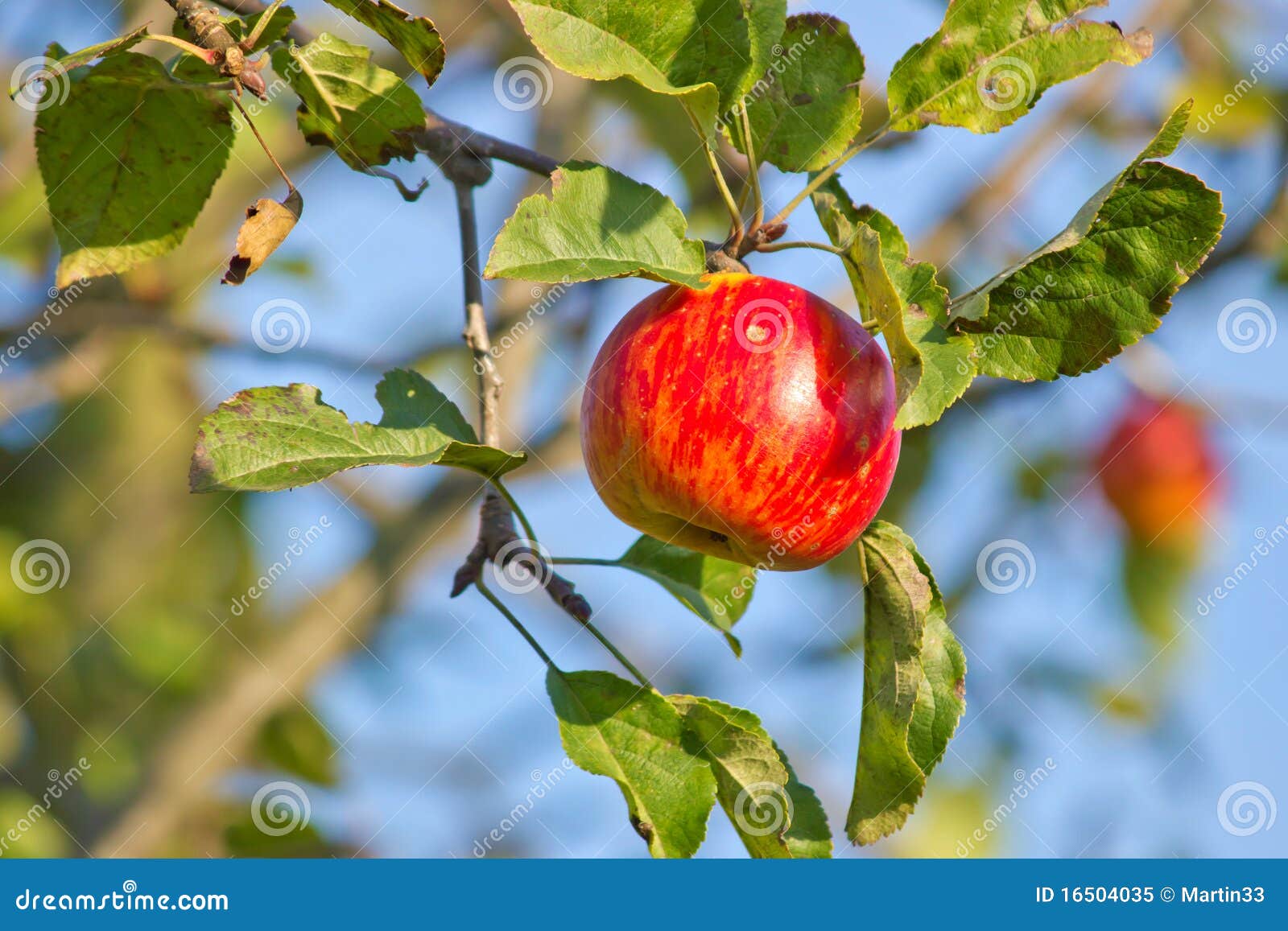 Appel op boom stock afbeelding. Image of seizoen, nave - 16504035