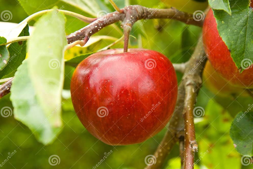 Appel op Boom stock afbeelding. Image of vrucht, bomen - 20529331