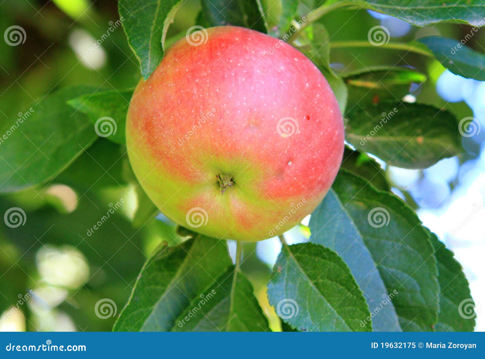 Appel op een boom stock afbeelding. Image of boomgaard - 19632175