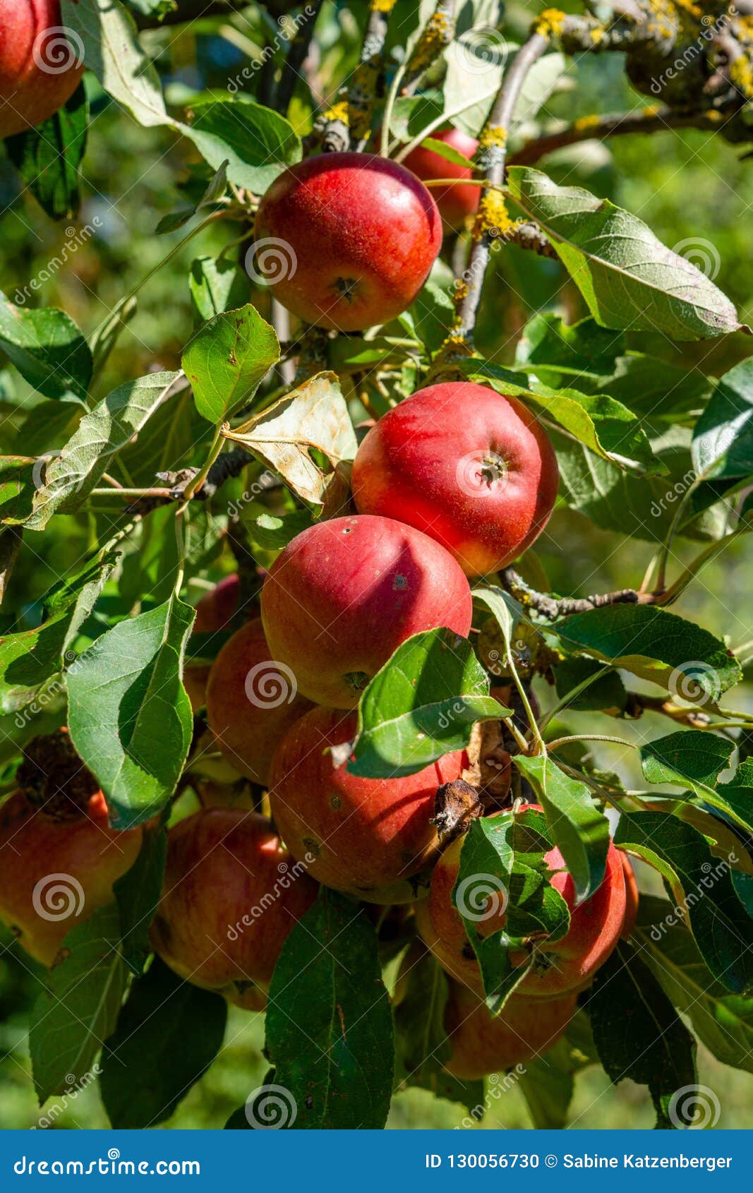 Appel tree in the garden stock photo. Image of leaf - 130056730