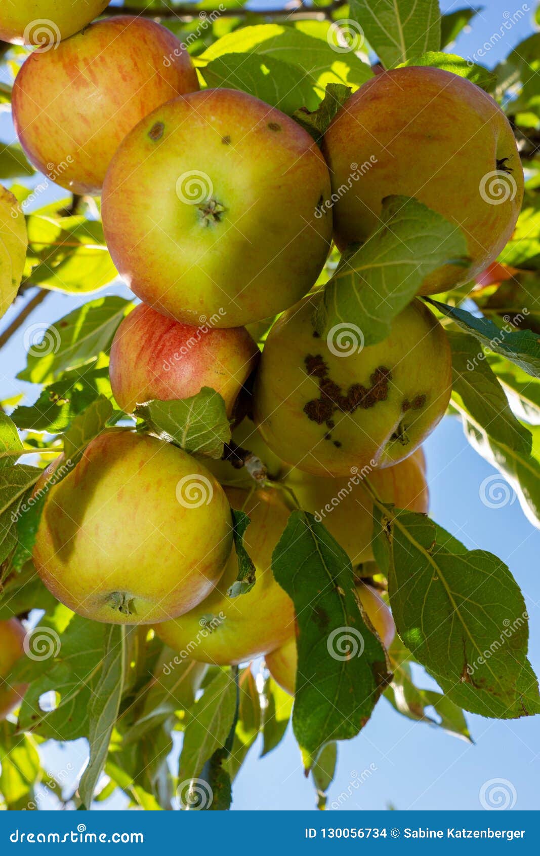 Appel tree in the garden stock photo. Image of food - 130056734