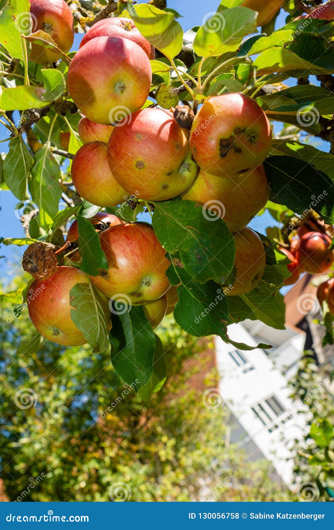 Appel tree in the garden stock photo. Image of leaf - 130056758