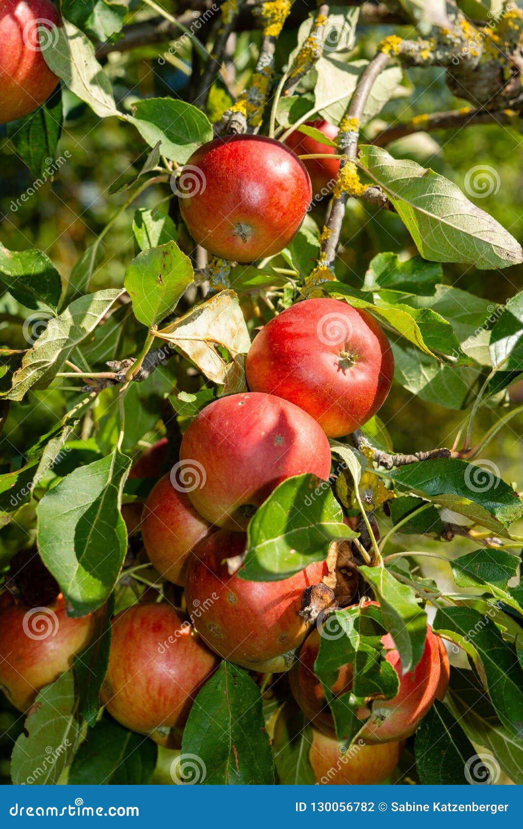 Appel tree in the garden stock photo. Image of autumn - 130056782