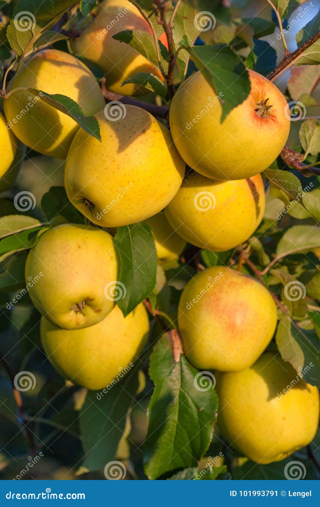 Appelen stock afbeelding. Image of ronde, appel, vegetariër - 101993791