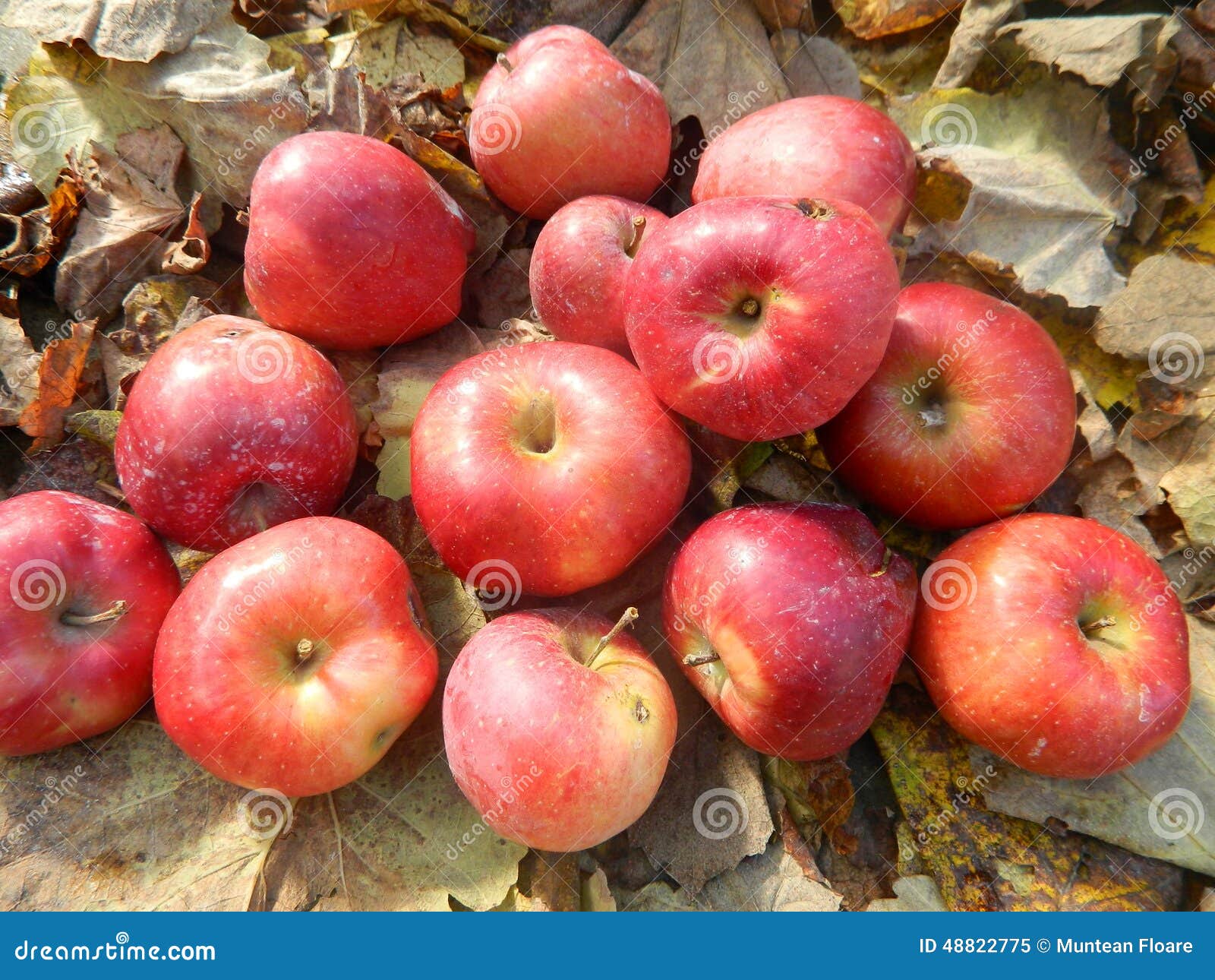 Appels stock image. Image of brown, food, yellow, fruits - 48822775