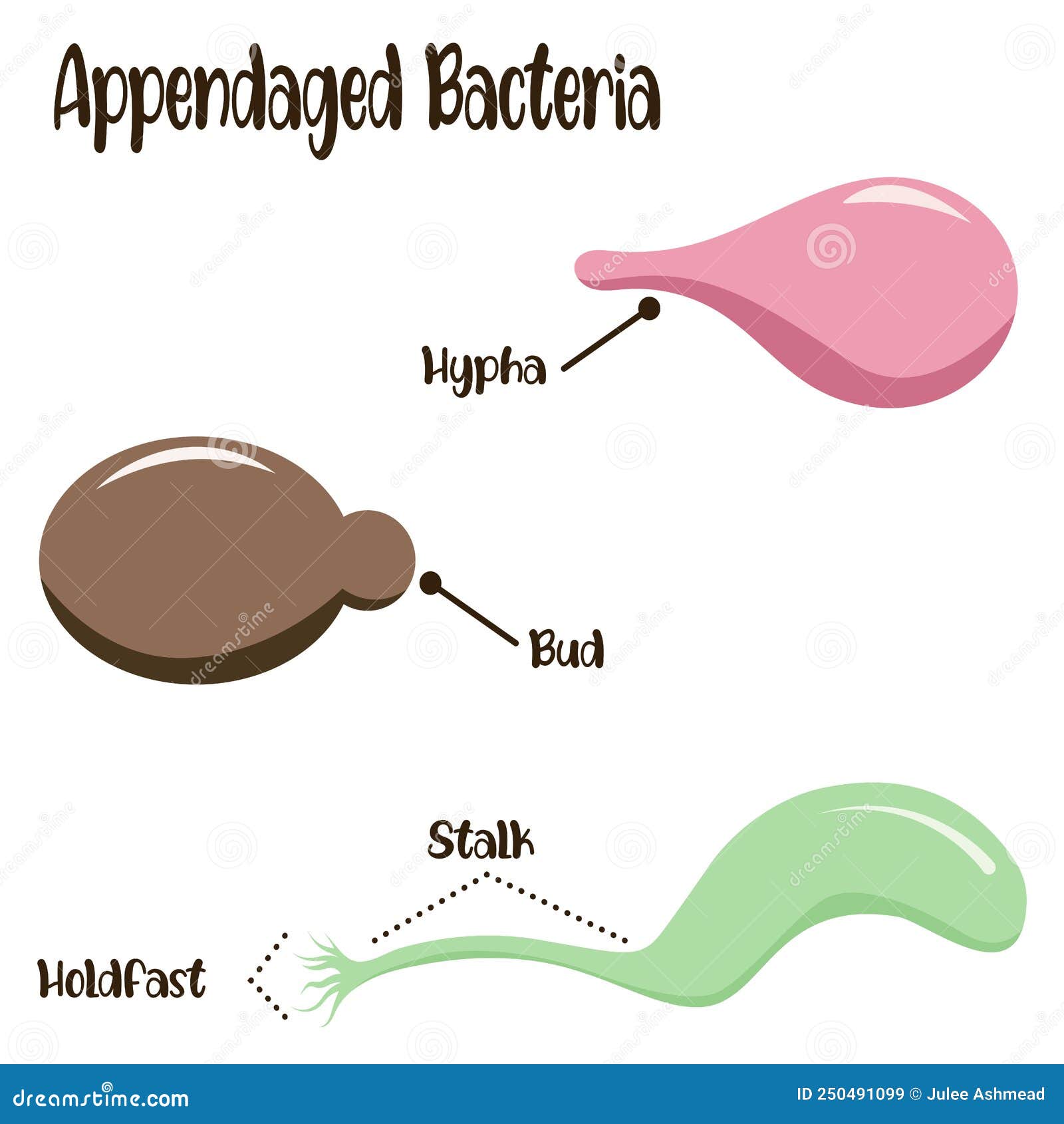 Appendaged. Bacteria Classification. Irregular Shapes Of Bacteria ...