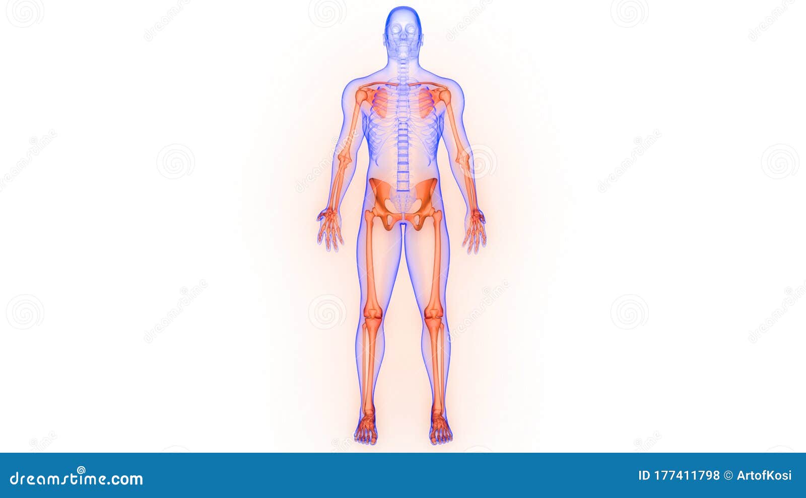Appendicular Skeleton of Human Skeleton System Anatomy Stock ...