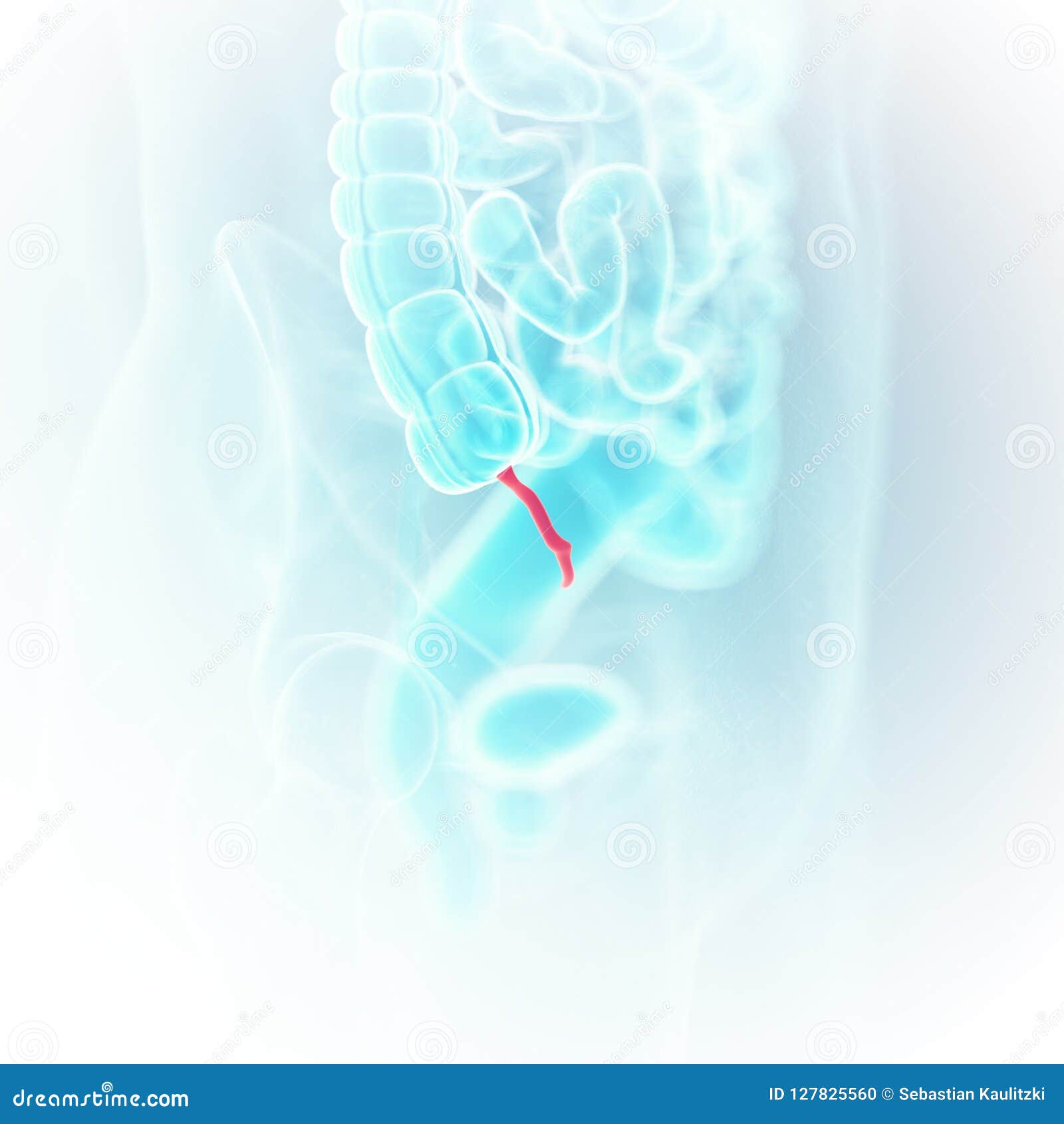 Appendix - Male Anatomy Of Human Organs - X-ray View Stock Image ...