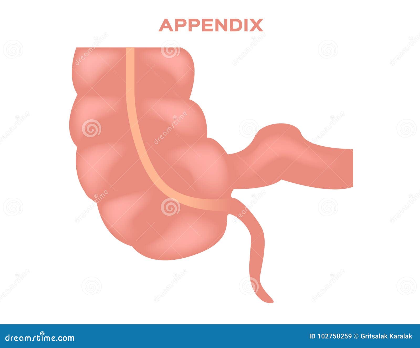Appendix Search Stock Illustrations – 5,862 Appendix Search Stock ...