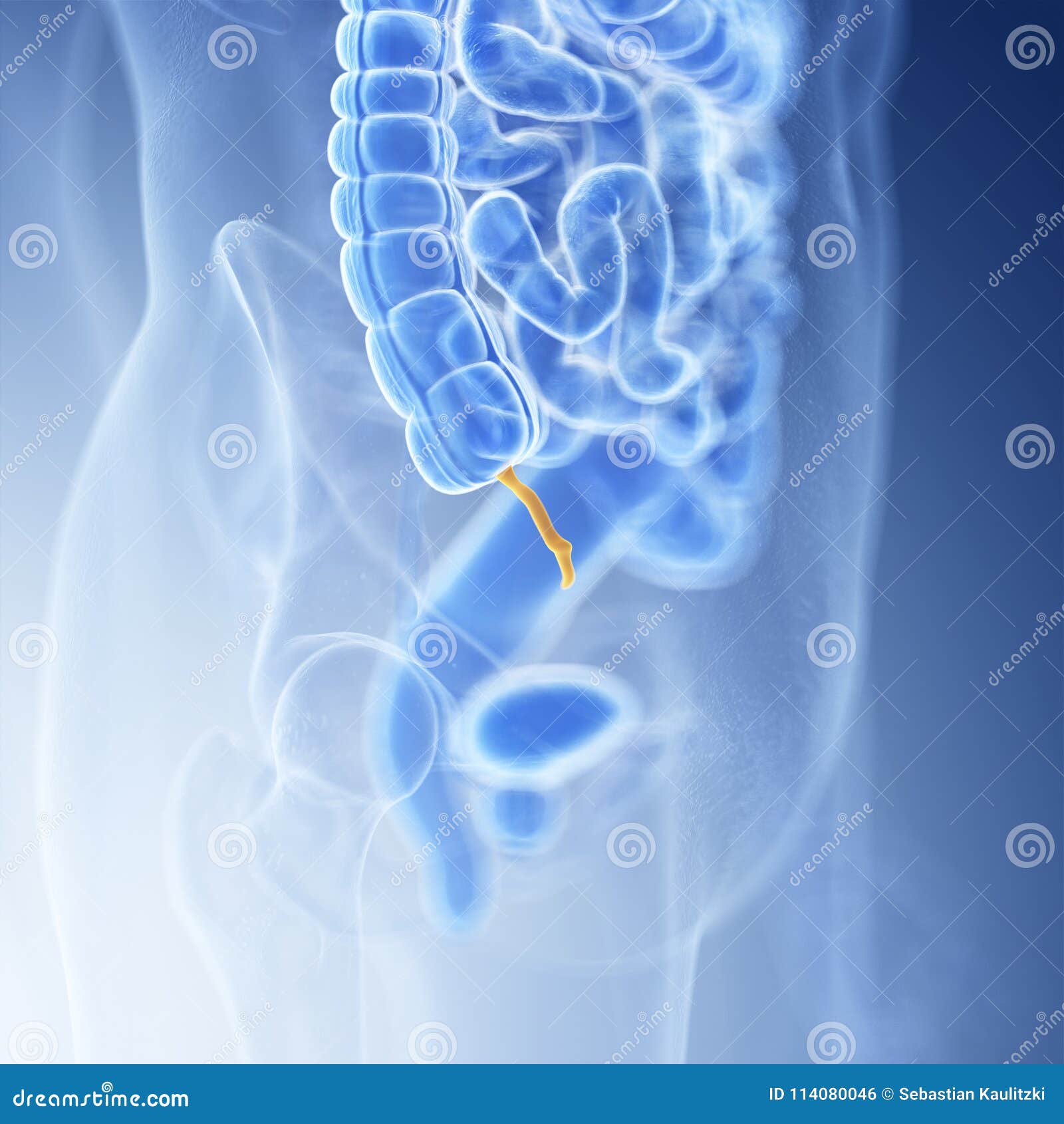 The appendix stock illustration. Illustration of accurate - 114080046