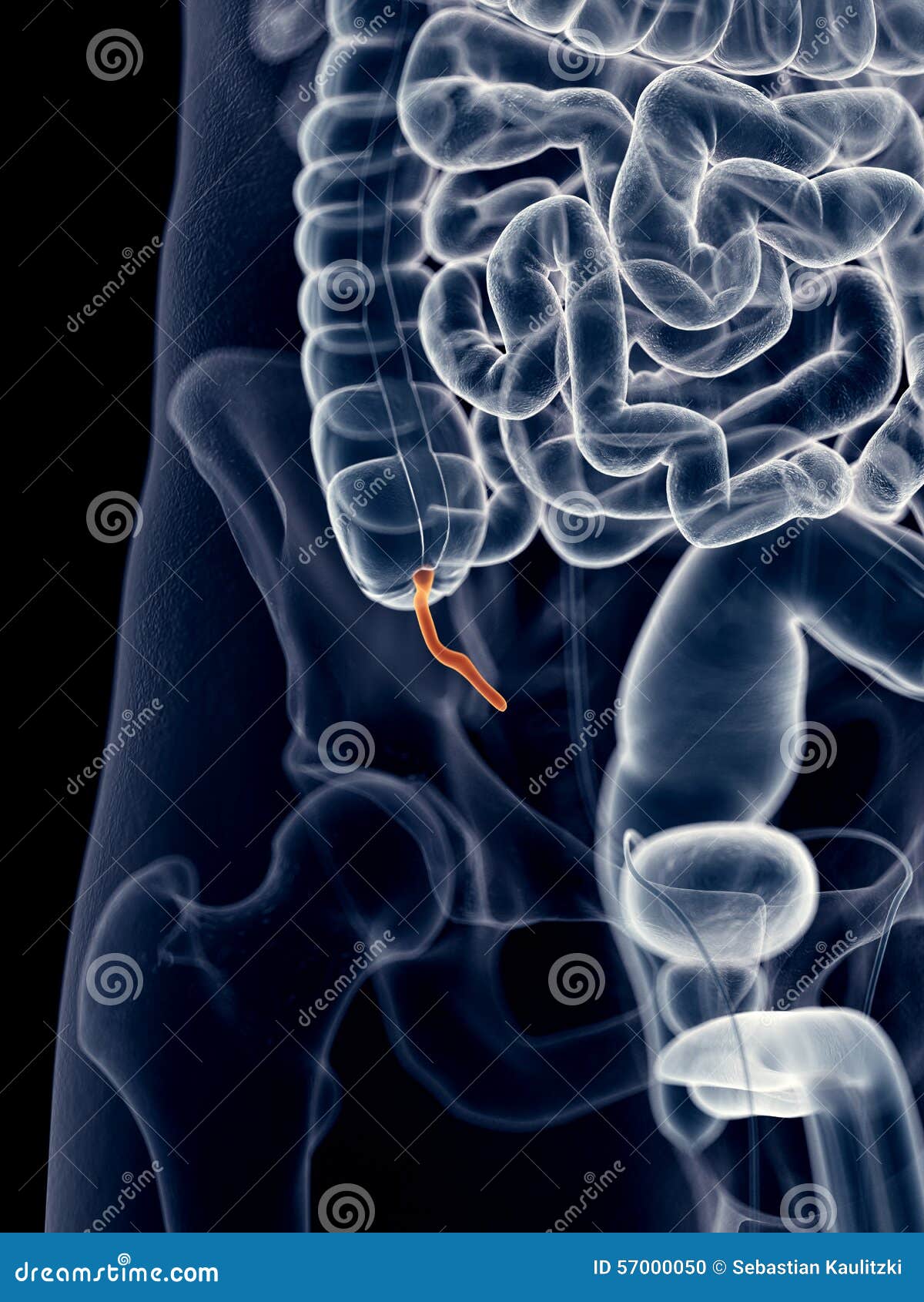 The appendix stock illustration. Illustration of colon - 57000050