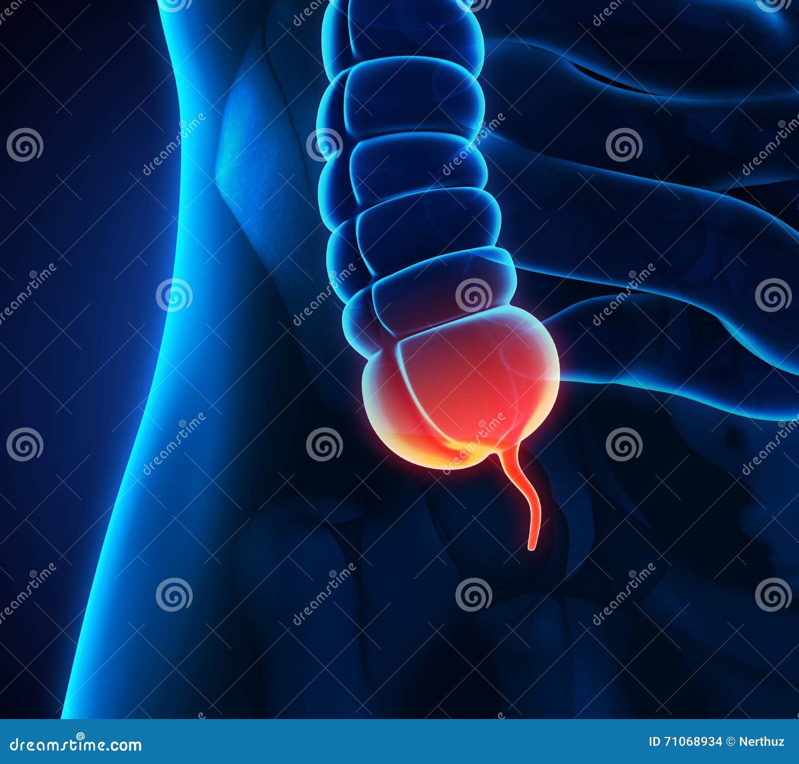 Appendix Pain, Appendicitis Disease Landing Page Template. Doctor ...