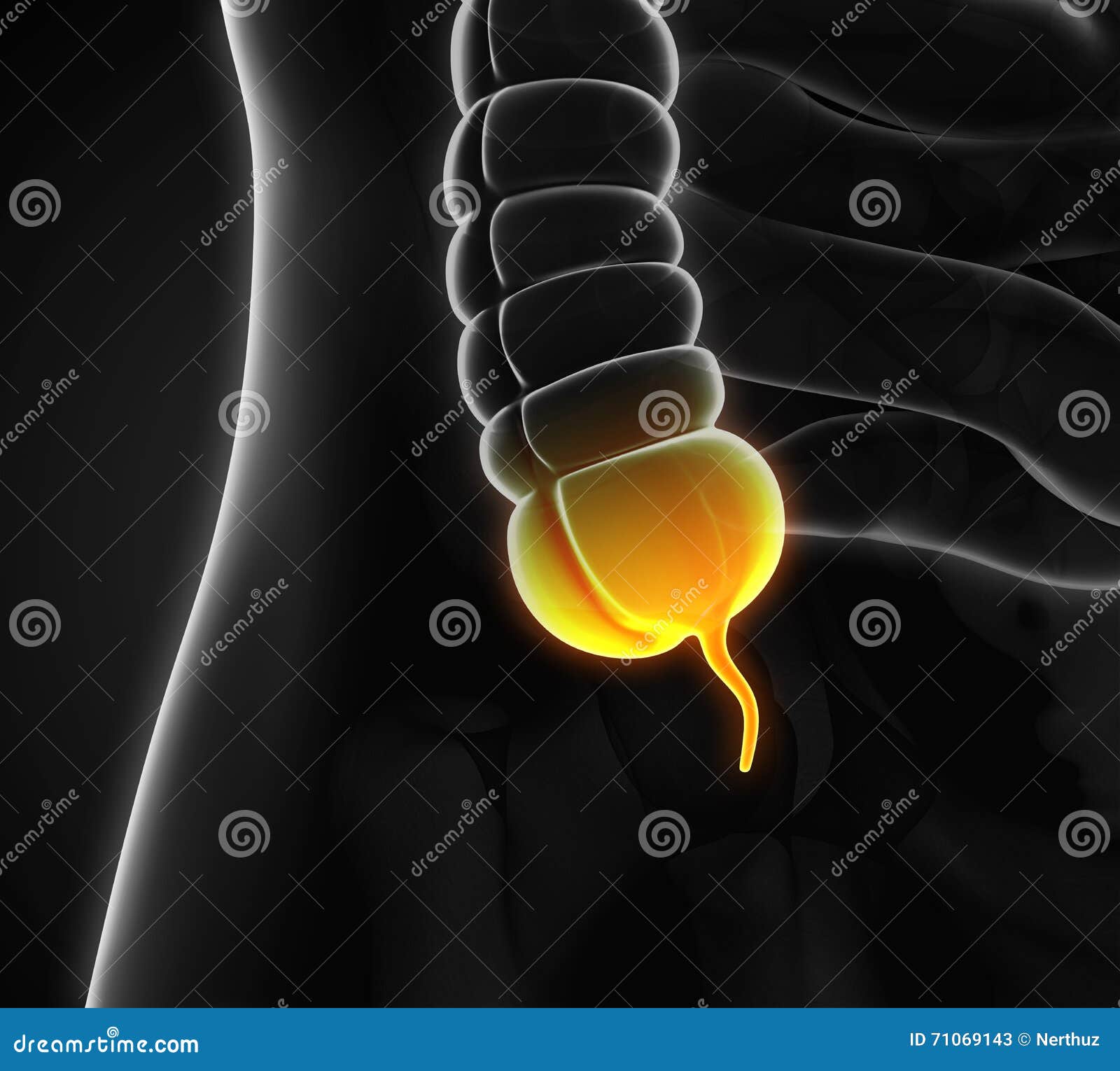 Appendix Pain Illustration stock illustration. Illustration of body ...