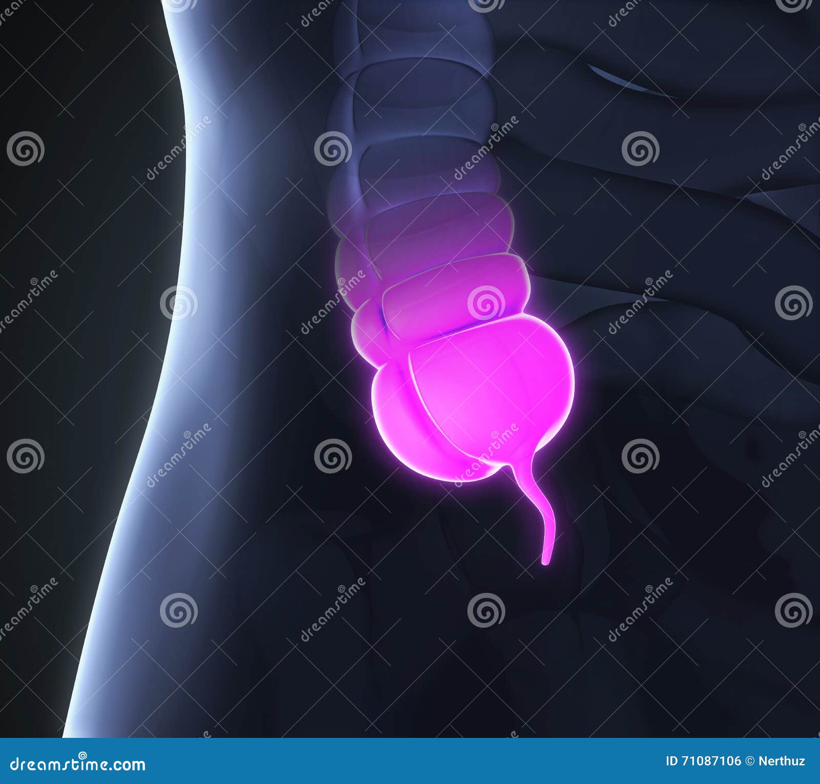 Appendix Pain, Appendicitis Disease Landing Page Template. Doctor ...