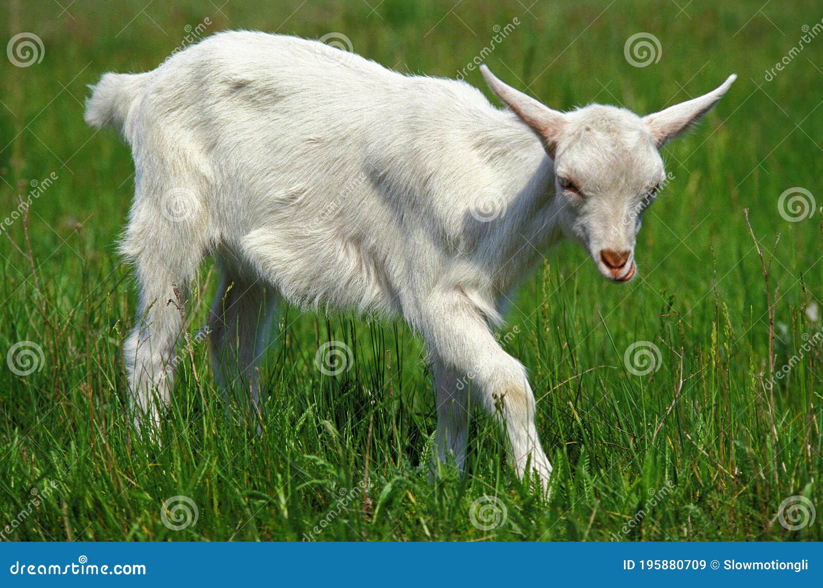 Appenzell Domestic Goat, Young Standing on Grass Stock Image - Image of ...