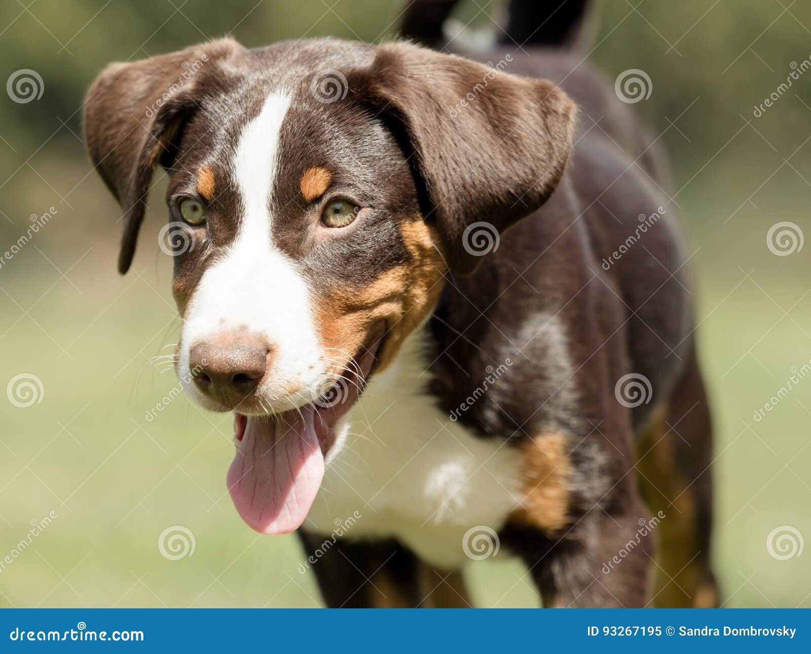 Appenzeller puppy stock image. Image of outside, canine - 93267195
