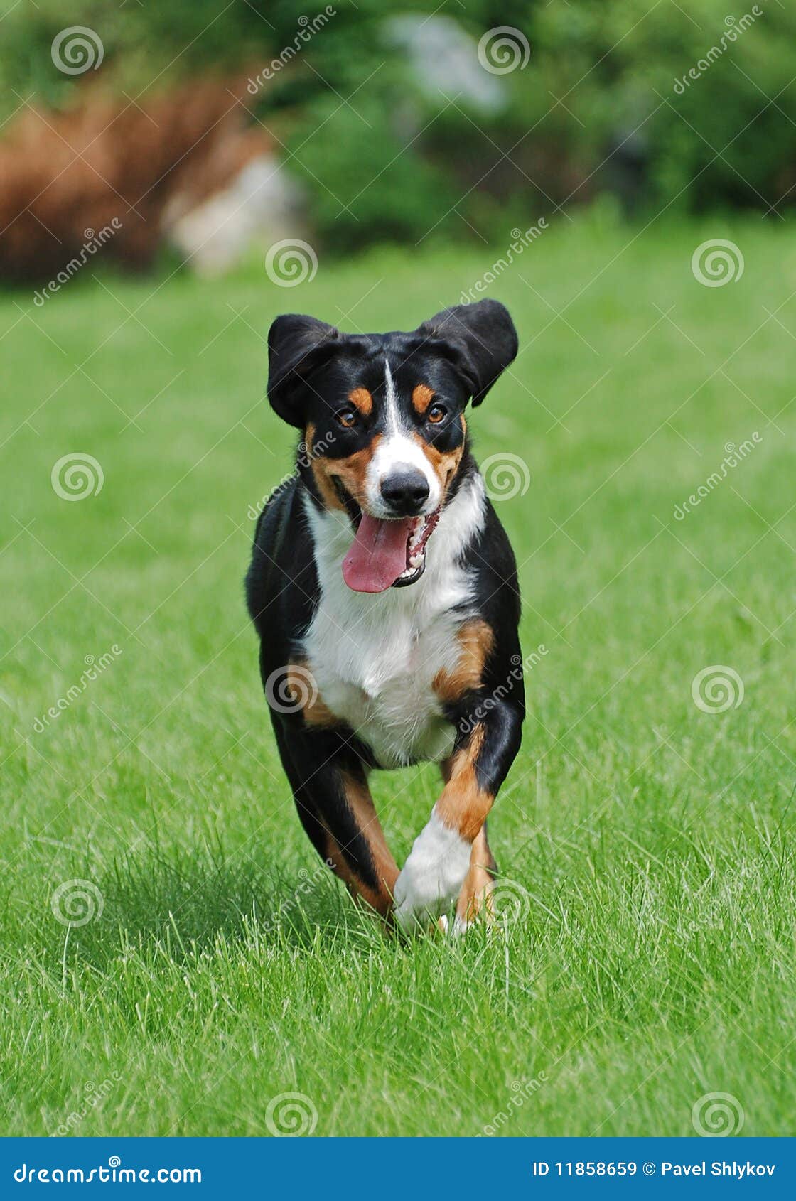 The Appenzeller Sennenhund stock image. Image of canine - 11858659