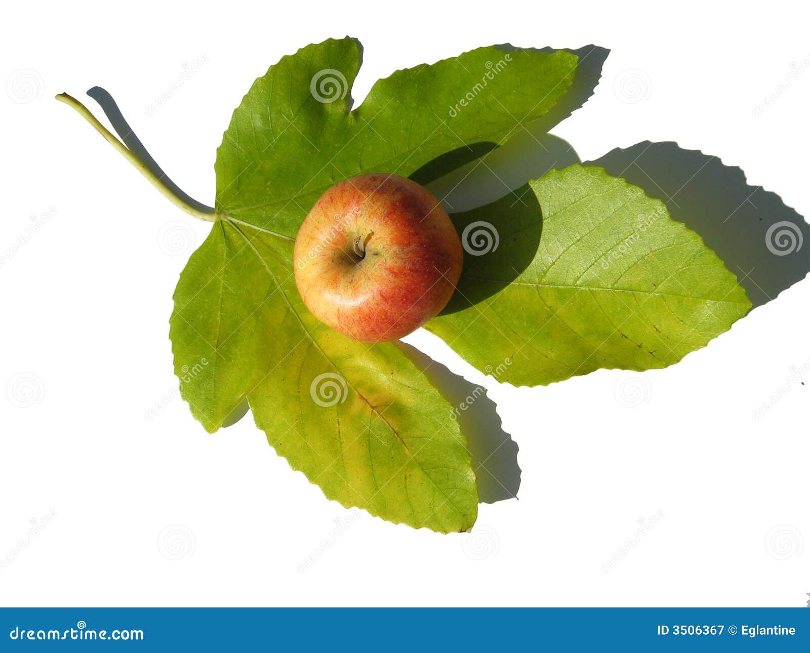 An appetizing apple stock image. Image of country, golden - 3506367