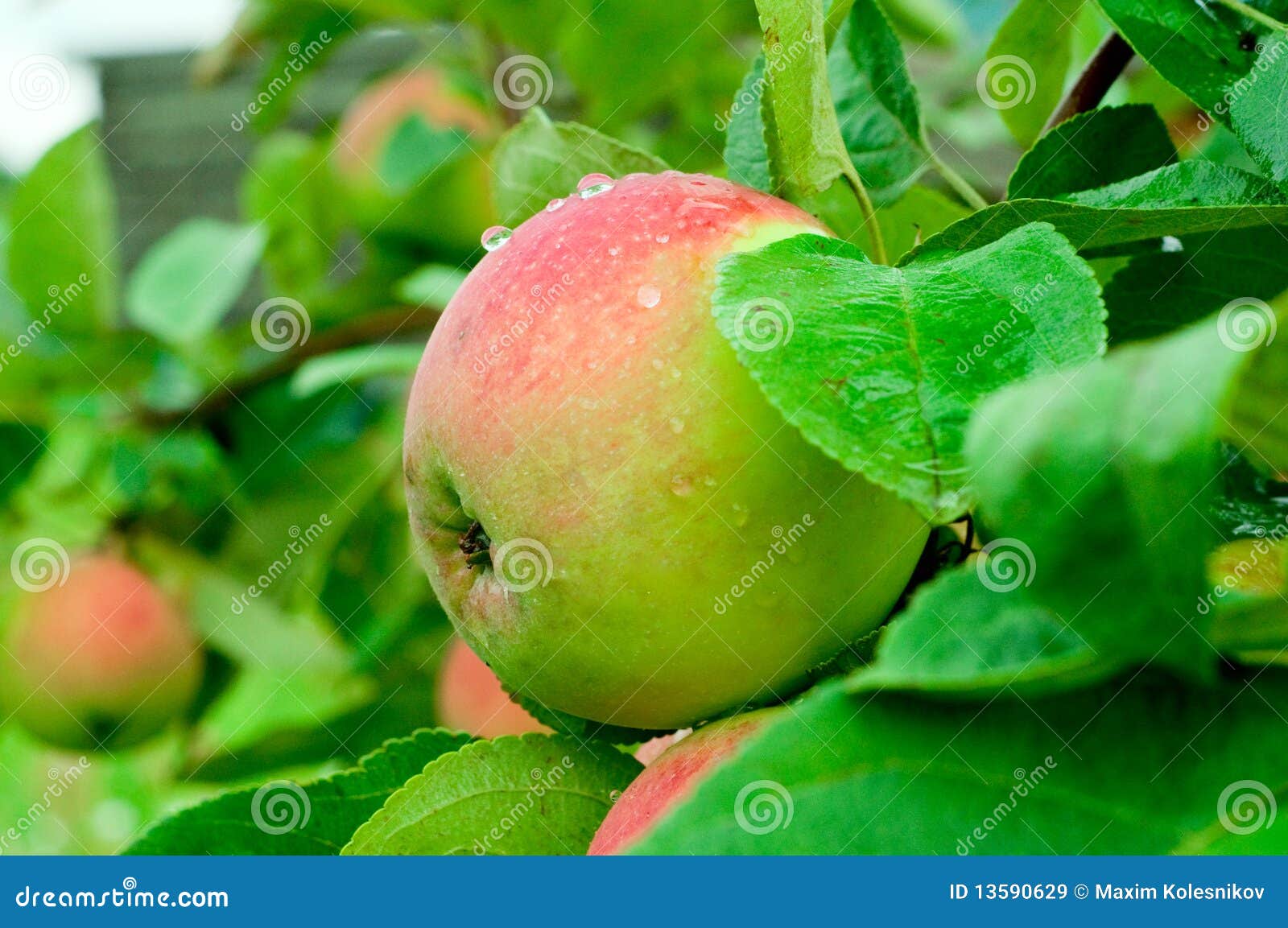 Appetizing apple on branch stock image. Image of refreshment - 13590629