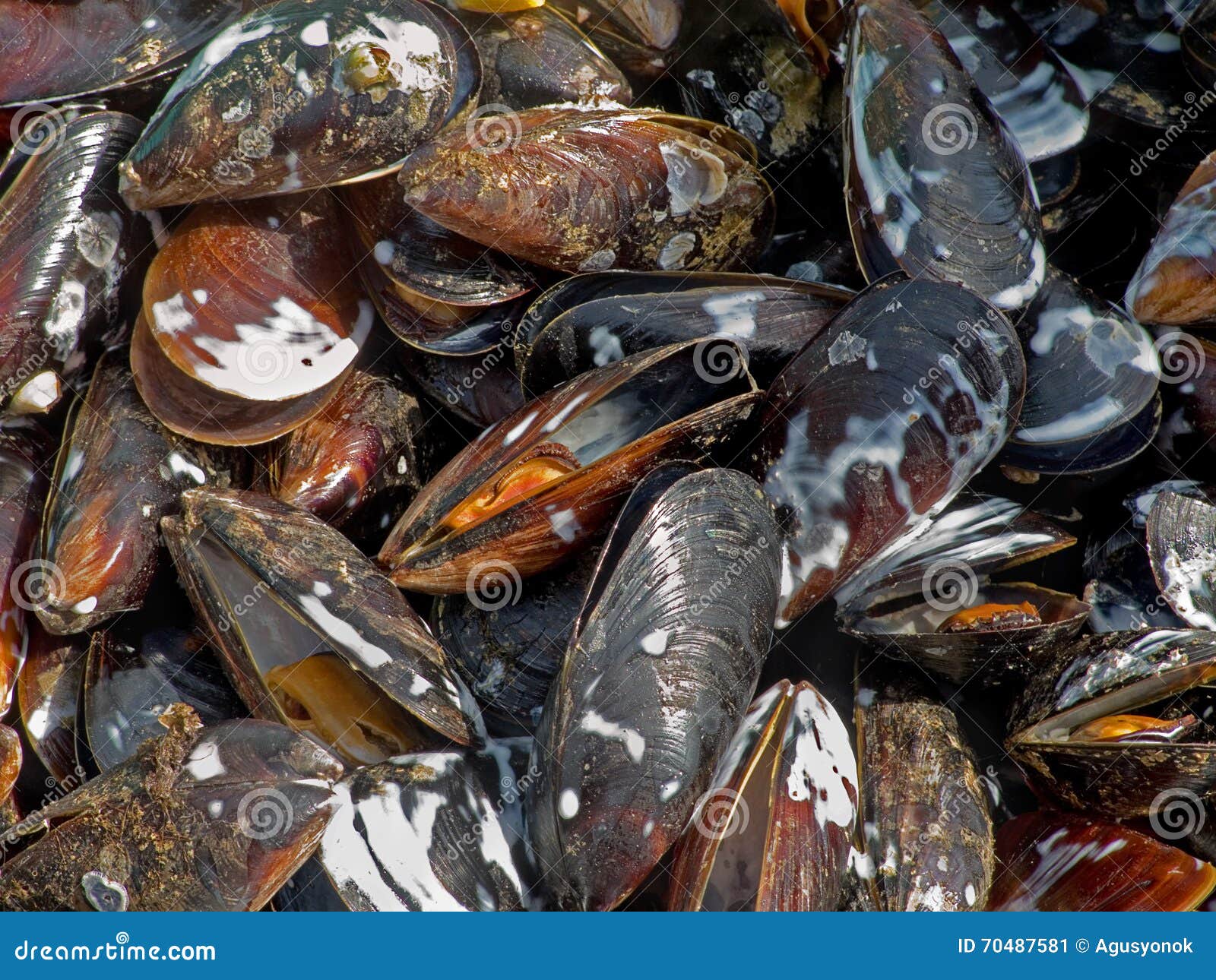 Appetizing Delicious Fried Seafood Mussels Cooked Fried in a Cauldron ...