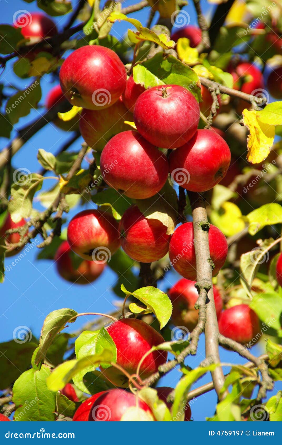 Apple 10 stock image. Image of healthy, tree, nature, juicy - 4759197