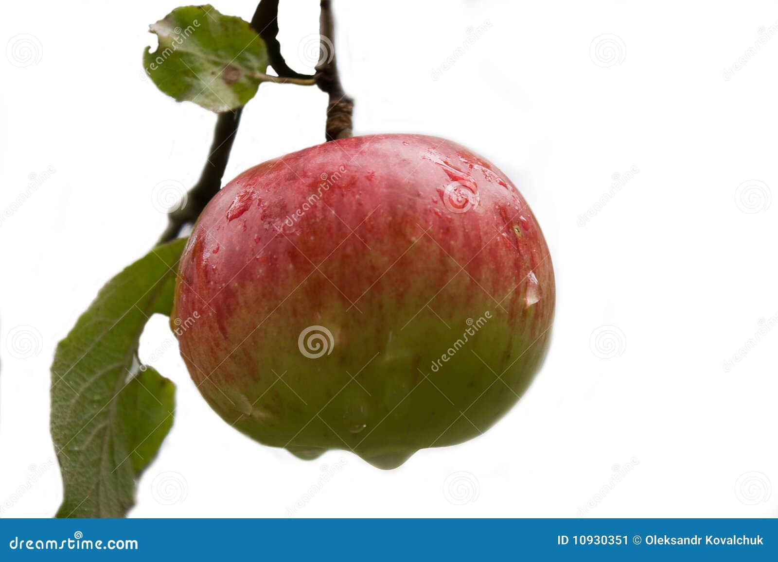 Apple stock image. Image of rain, good, appearance, white - 10930351