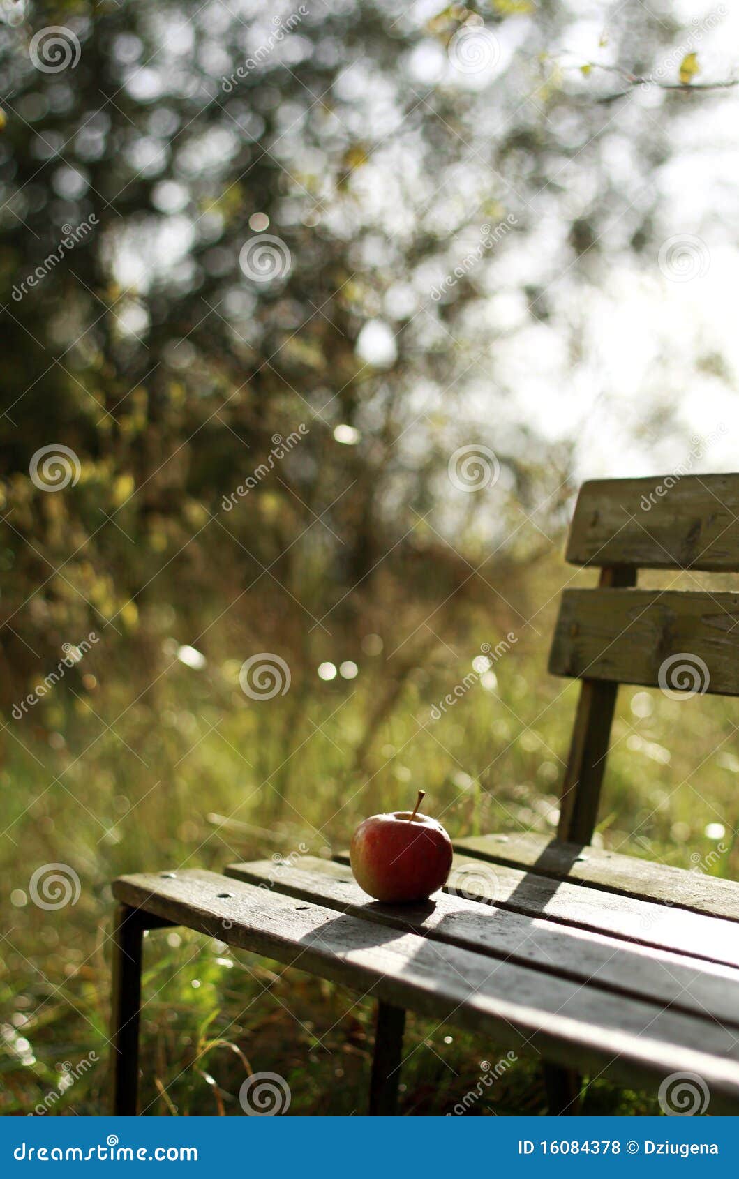 Apple stock photo. Image of melancholy, nature, apple - 16084378