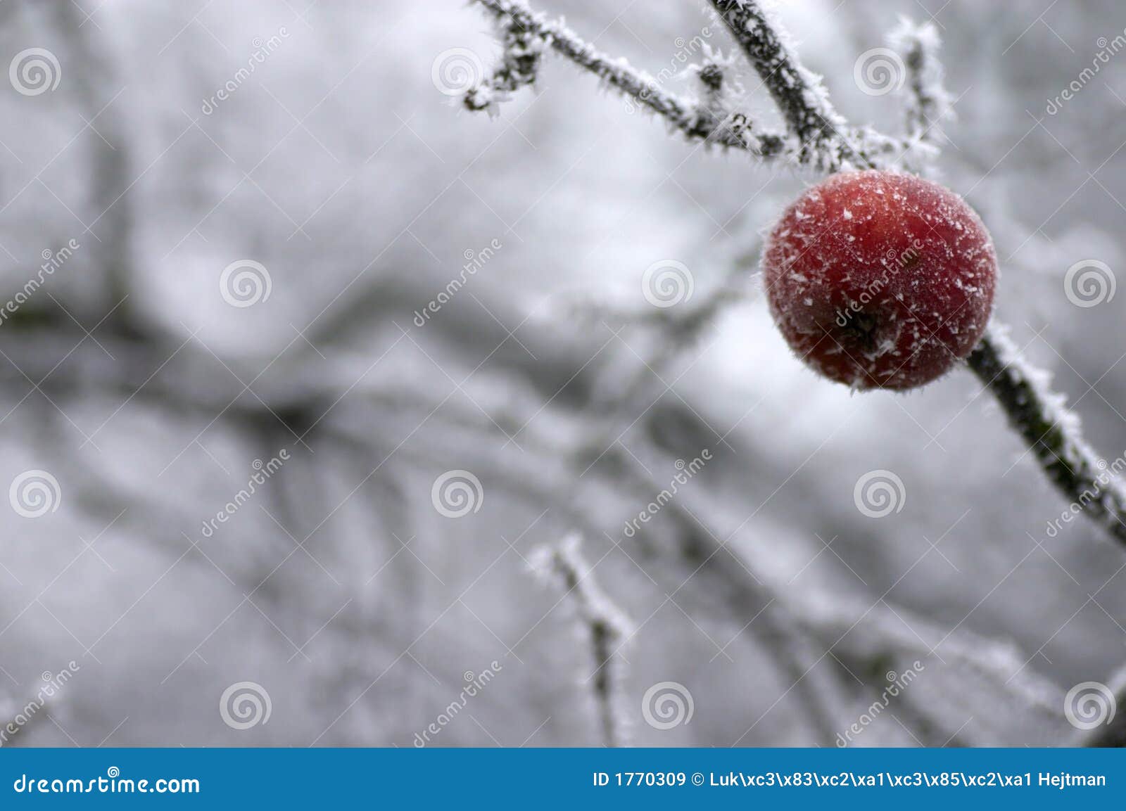 Apple stock image. Image of cold, winterm, branches, core - 1770309