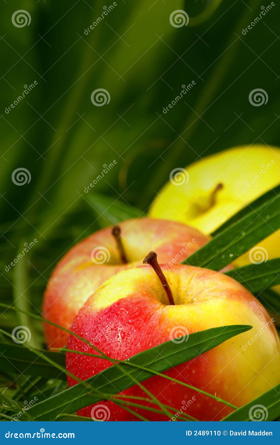 Apple stock photo. Image of fresh, freshness, juice, healthy - 2489110