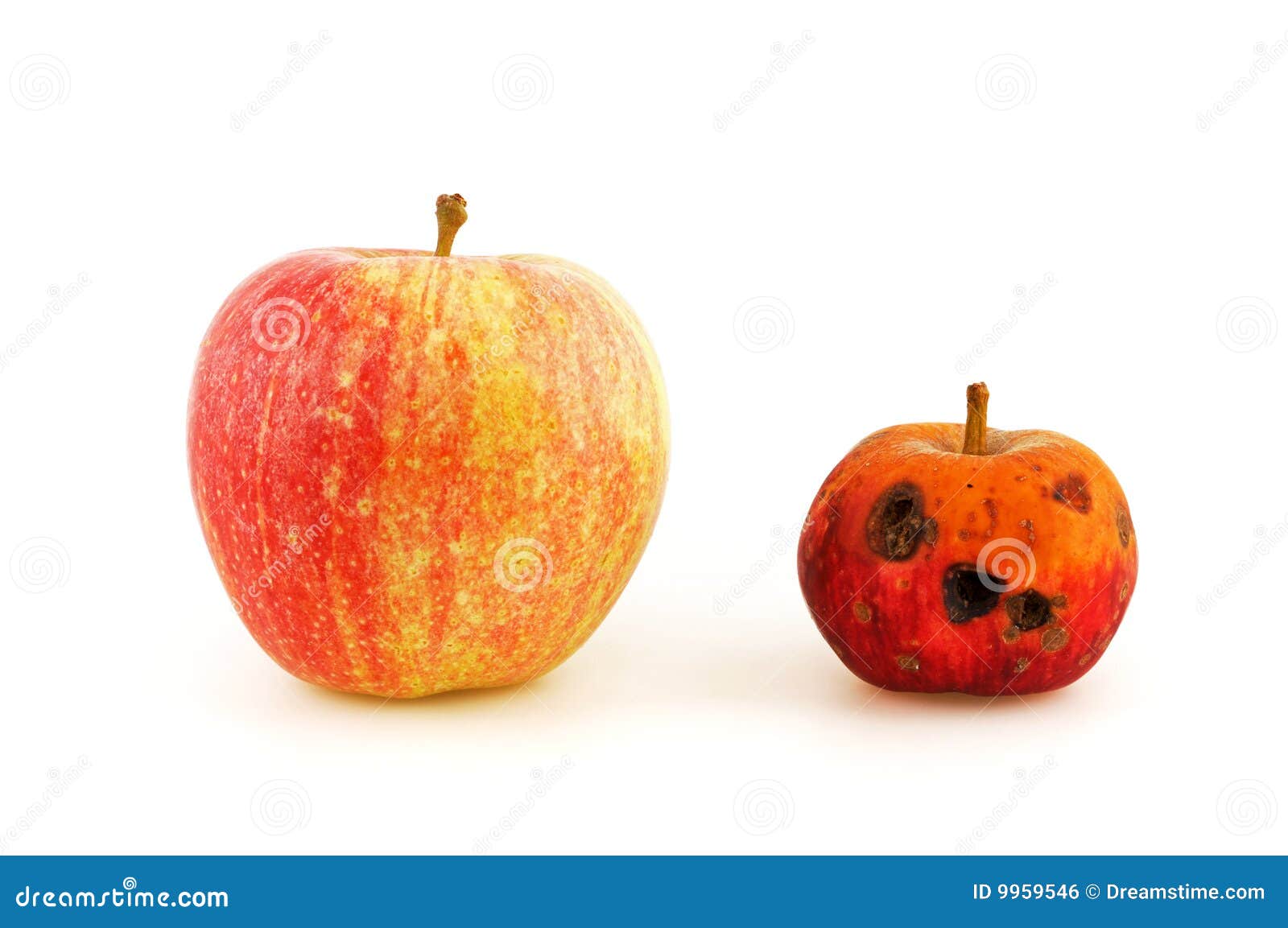 Apple stock photo. Image of decomposed, mildewed, ripe - 9959546