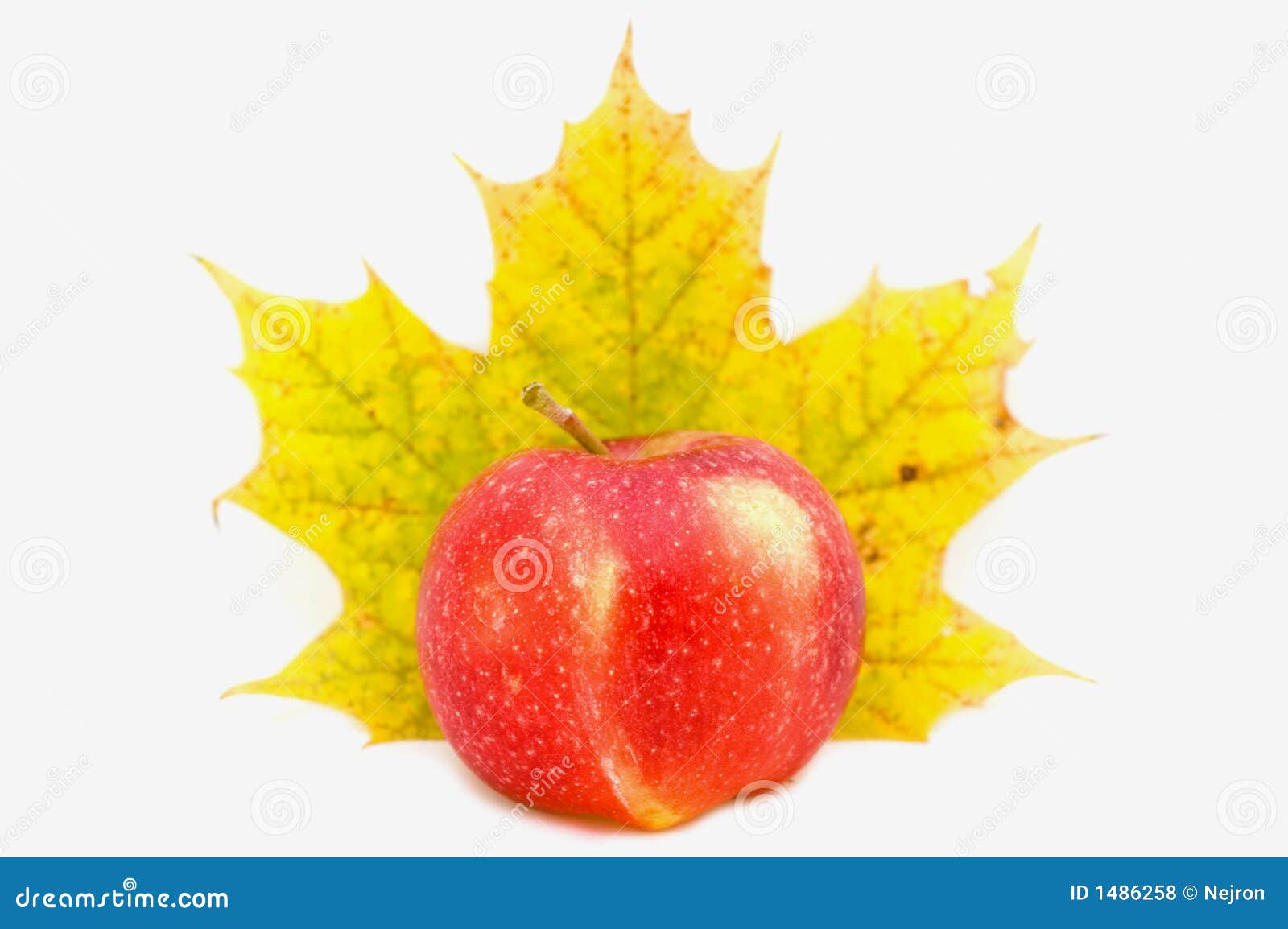 Apple&Maple foto de archivo. Imagen de colorido, decorativo - 1486258