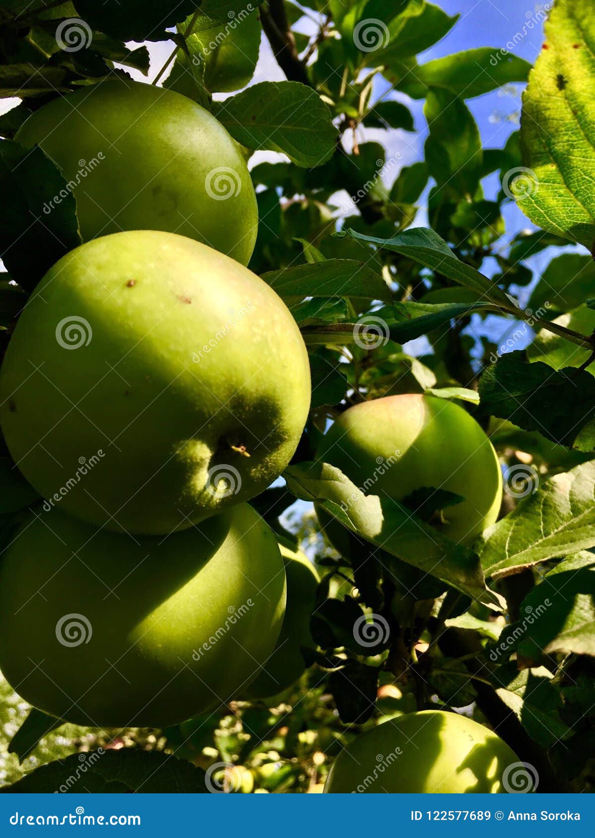 Apple stock image. Image of nice, apple, green, tree - 122577689