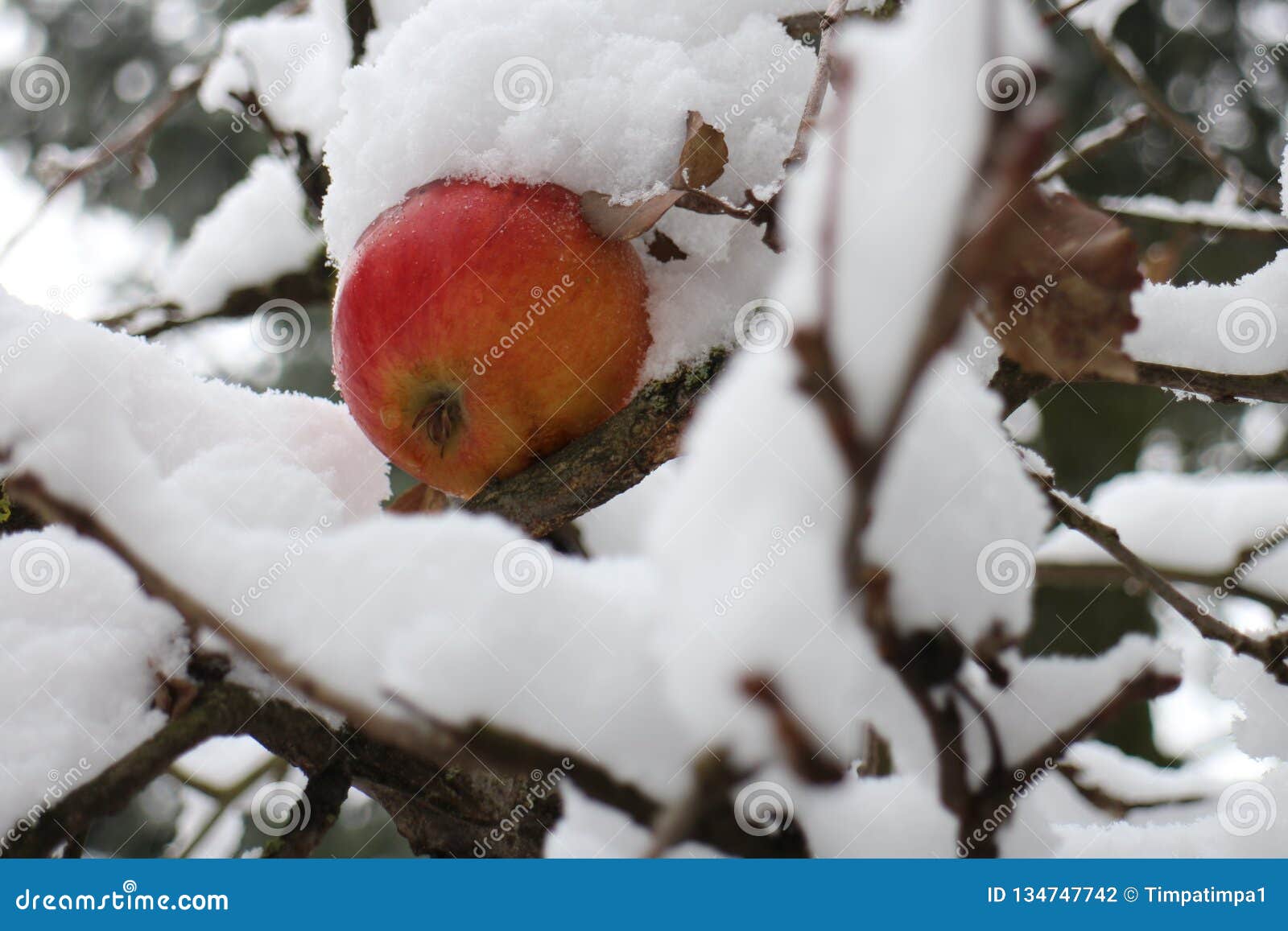 Apple on Apple Tree Covered with Snow Stock Photo - Image of apple ...