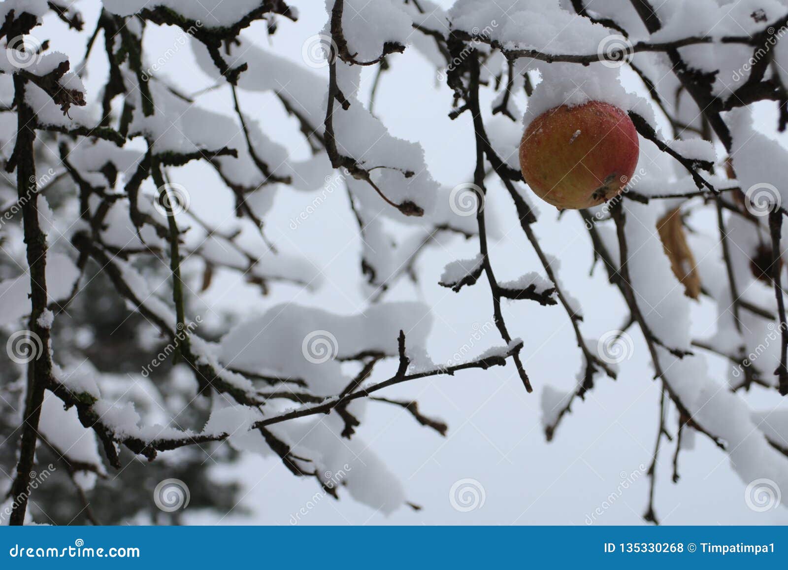 Apple on Apple Tree Covered with Snow Stock Photo - Image of snow, leaf ...