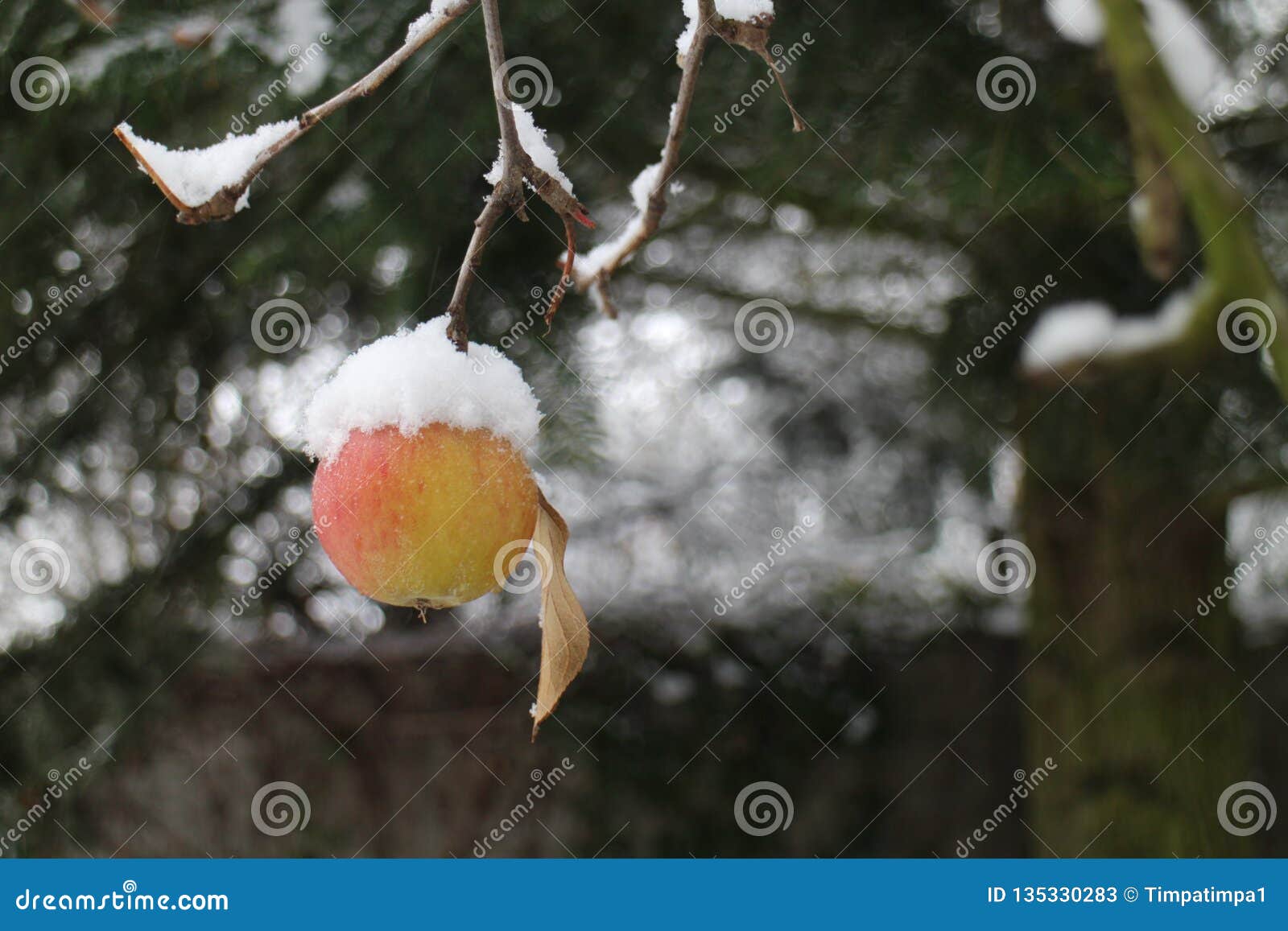 Apple on Apple Tree Covered with Snow Stock Image - Image of branch ...