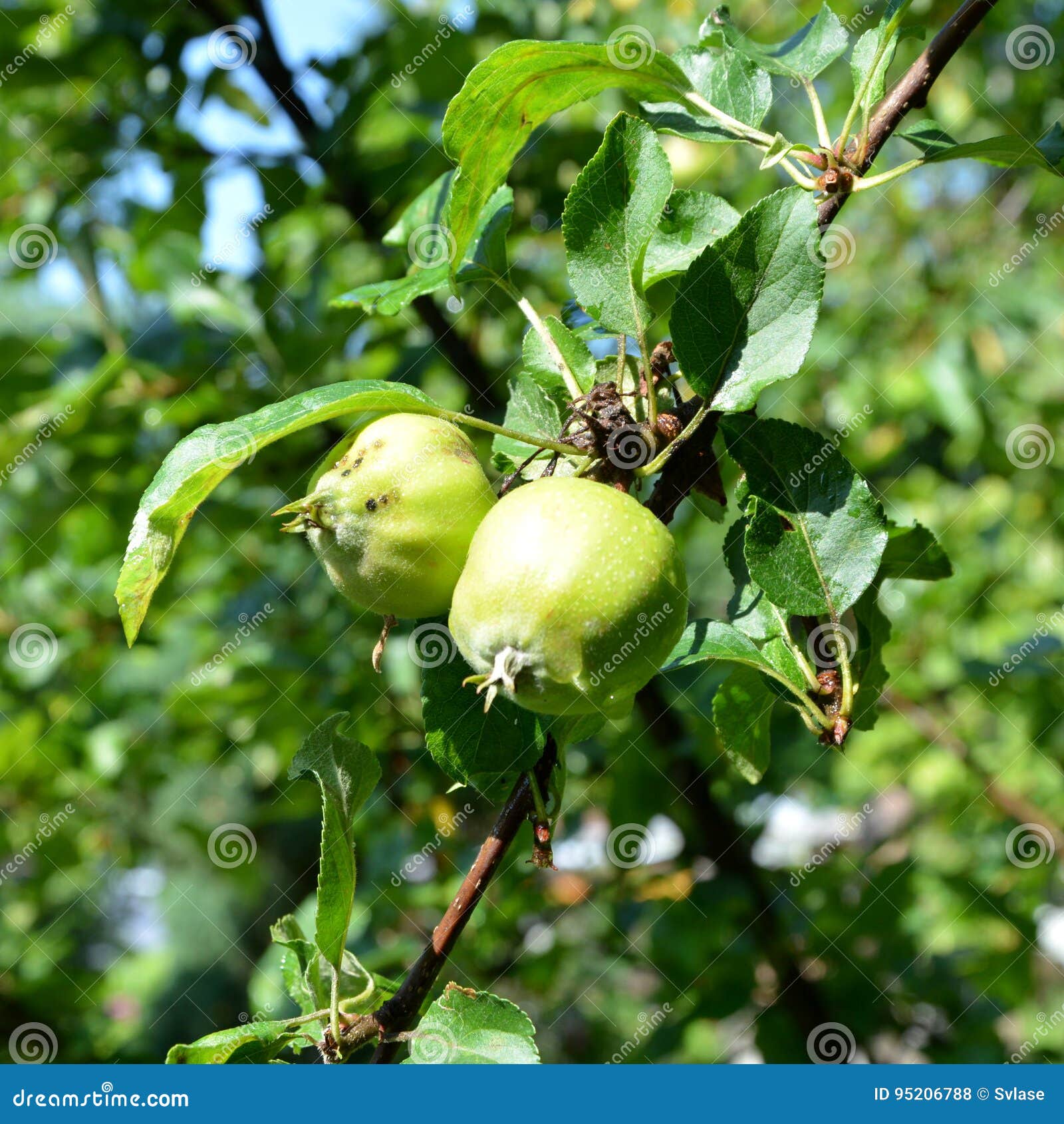 Apple in an apple tree stock photo. Image of apples, garden - 95206788