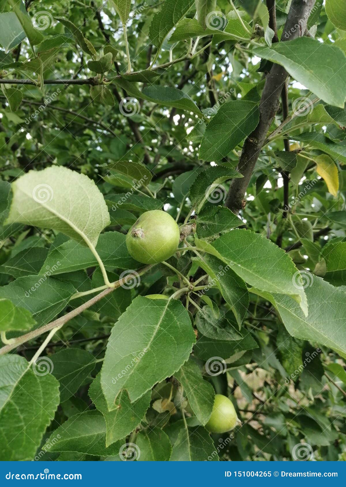 Apple stock image. Image of green, apple, tree, wood - 151004265