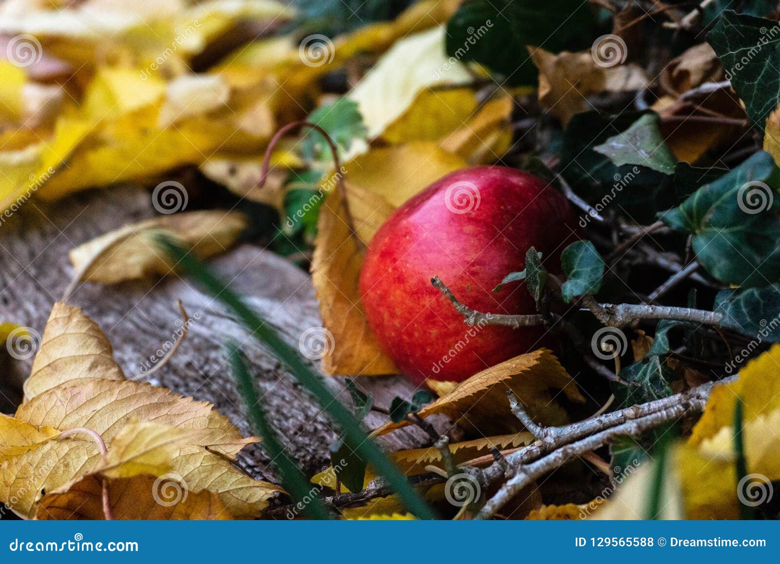 Apple in autumn stock photo. Image of fruits, apple - 129565588