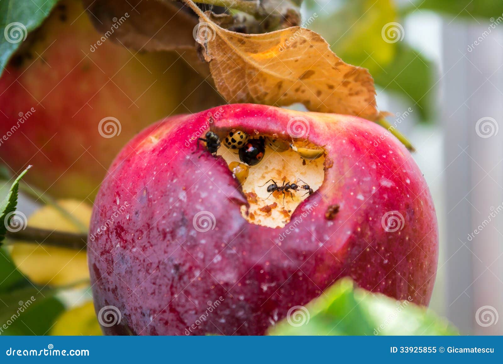Apple avec des insectes image stock. Image du agricole - 33925855