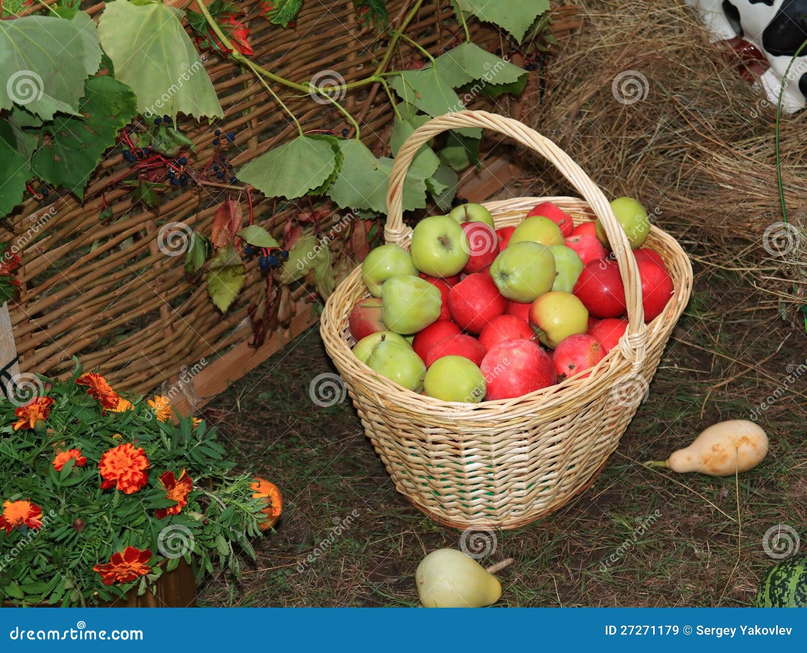 Apple in basket stock image. Image of celebration, halloween - 27271179