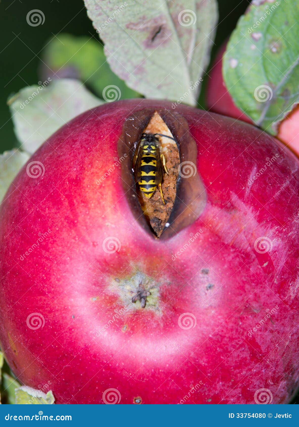Apple with bee stock photo. Image of delicious, juicy - 33754080